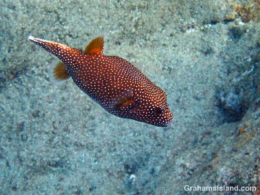 Spotted pufferfish | Graham's Island