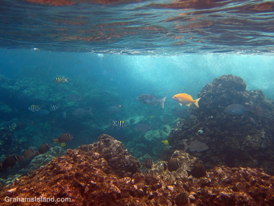 Yellow chub and other reef fish | Graham's Island