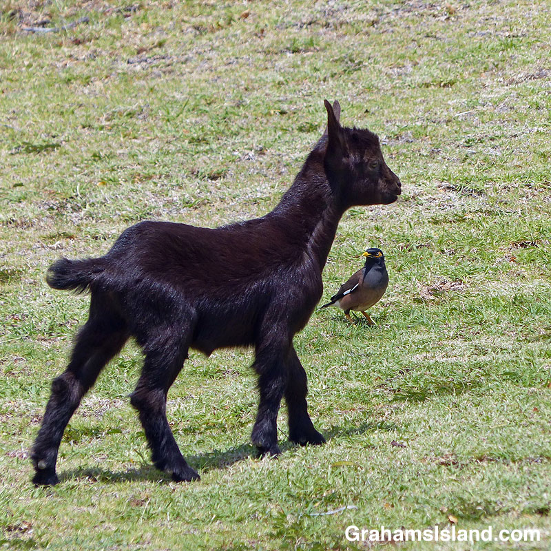 Baby goat and myna bird | Graham's Island