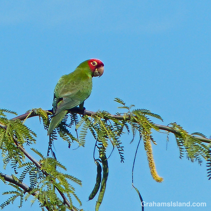 The Numbers Game #48 | Graham's Island