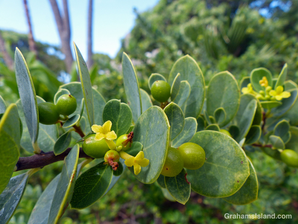 Akia | Graham's Island