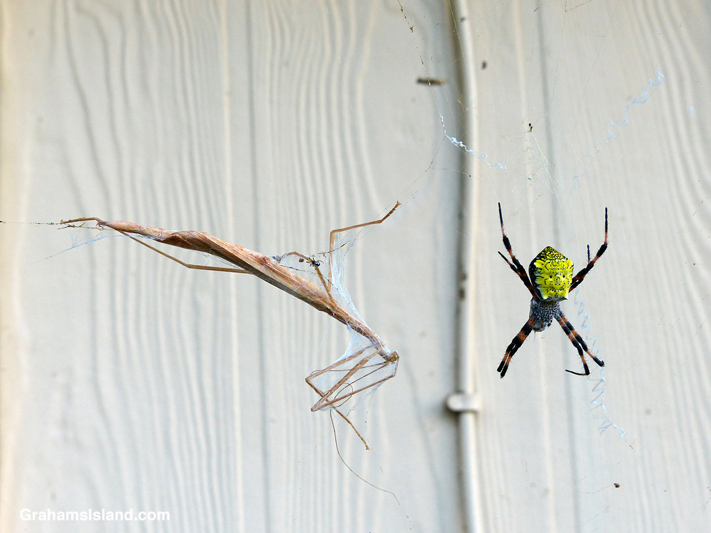 Spiders and stick insect | Graham's Island