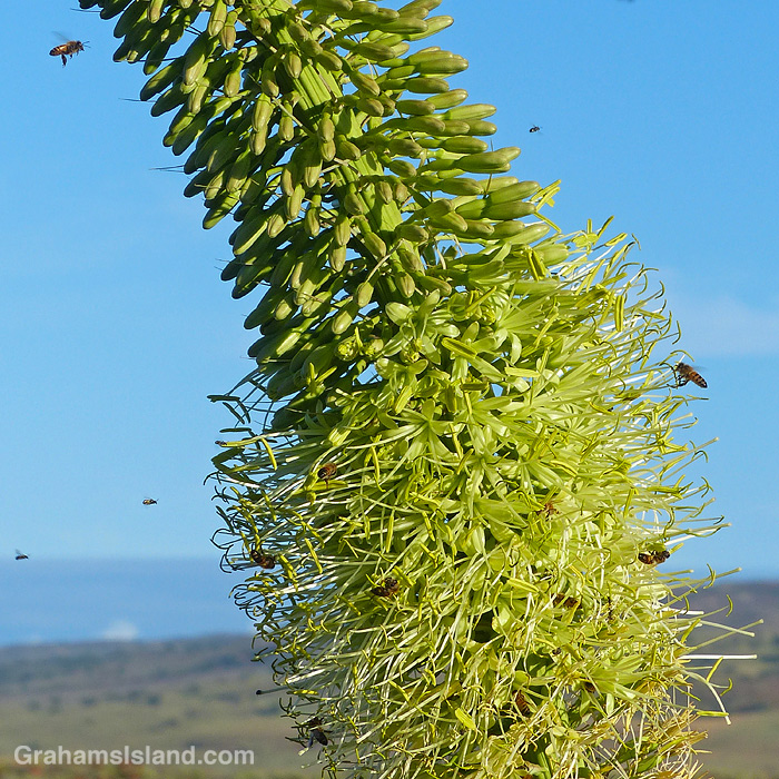 Bees on agave attenuata | Graham's Island