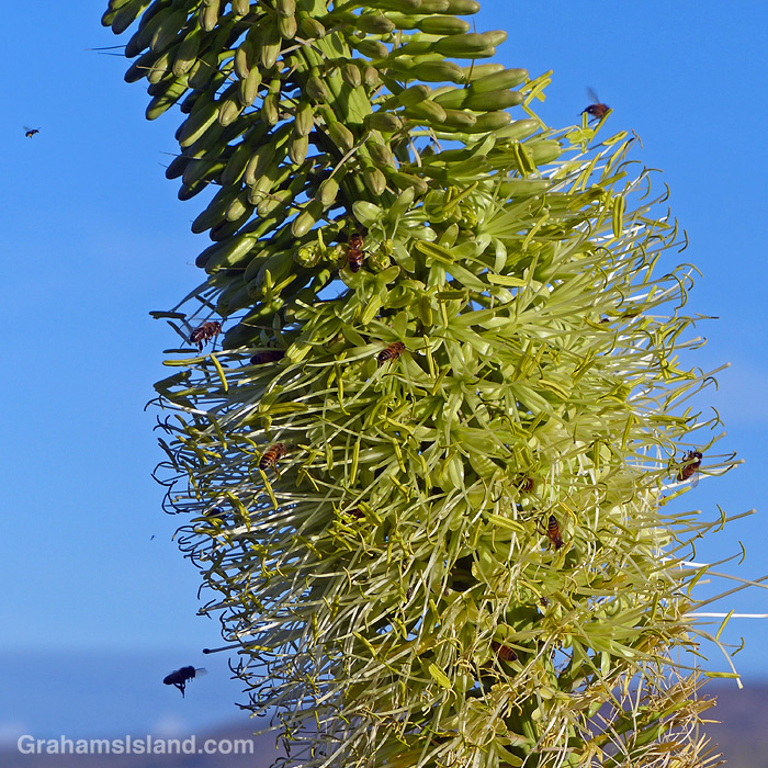 Bees on agave attenuata | Graham's Island