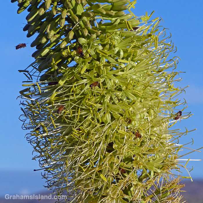 Bees on agave attenuata | Graham's Island