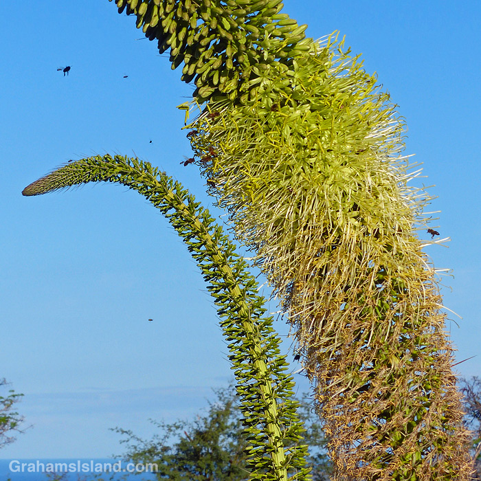 Bees on agave attenuata | Graham's Island