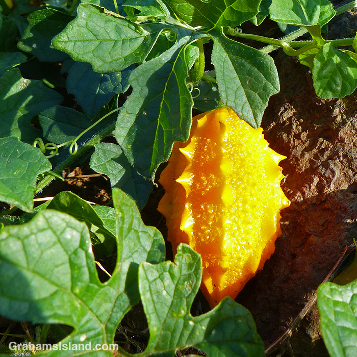 Bitter melon | Graham's Island