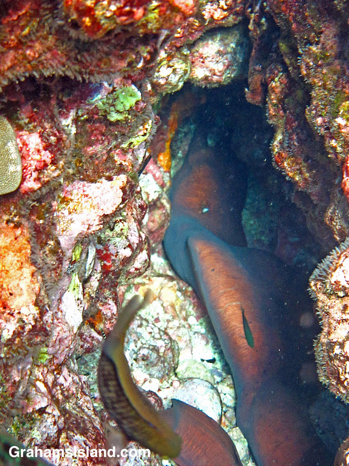 Viper Moray Eel | Graham's Island