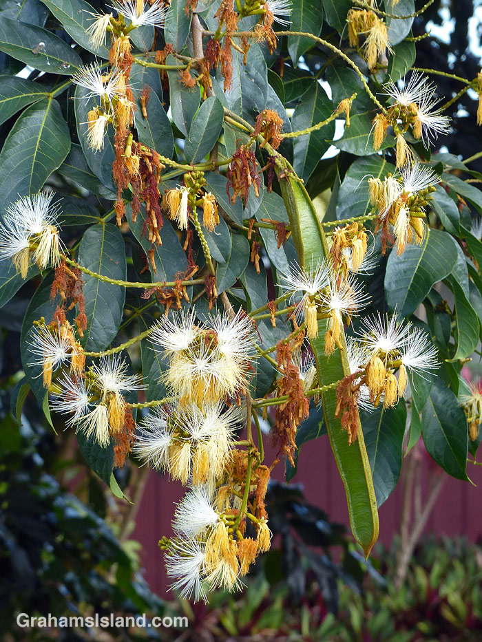 Ice Cream Bean Tree | Graham's Island