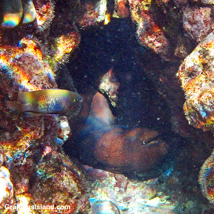 Viper Moray Eel | Graham's Island