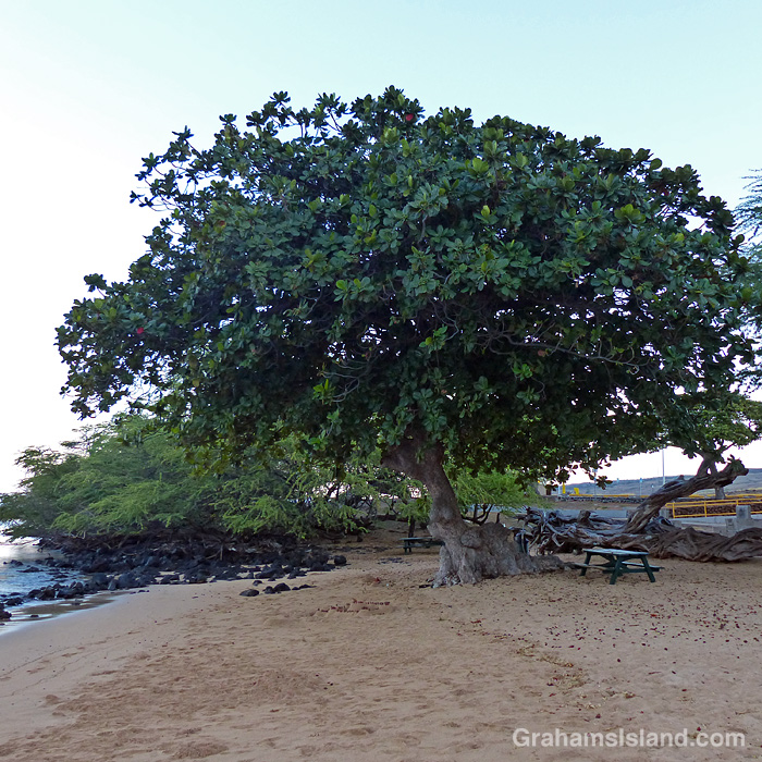False Kamani tree | Graham's Island