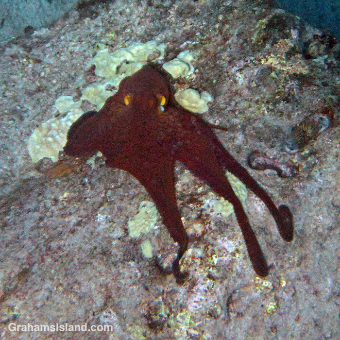 Pacific Day Octopus | Graham's Island