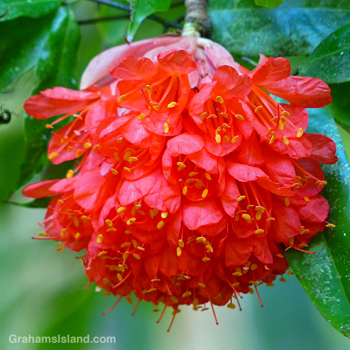 Brownea Coccinea | Graham's Island