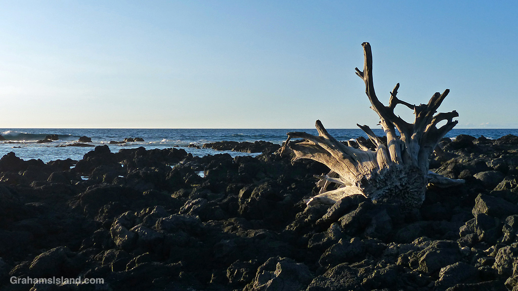 Tree stump on the coast | Graham's Island