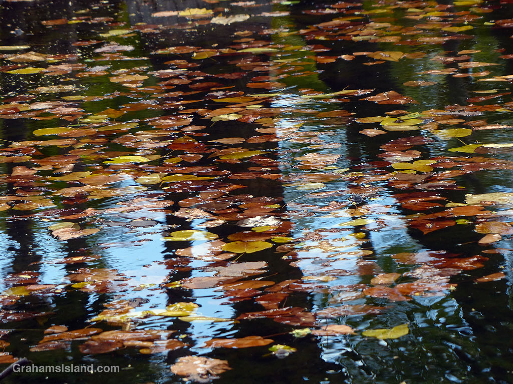 Abstracts: Floating leaves | Graham's Island