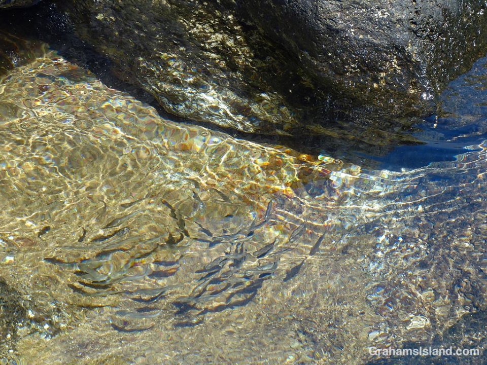 Abstracts: Little fish in a tide pool | Graham's Island
