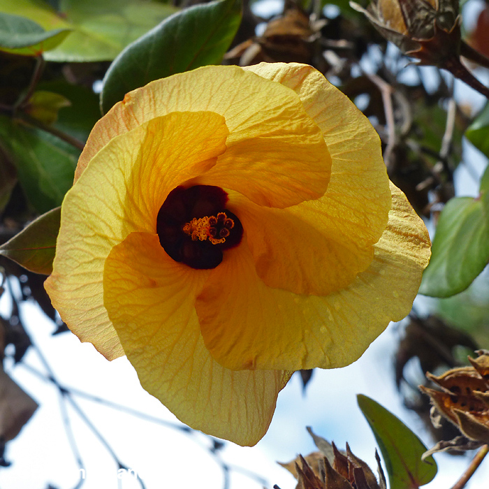Three views of a Milo flower | Graham's Island