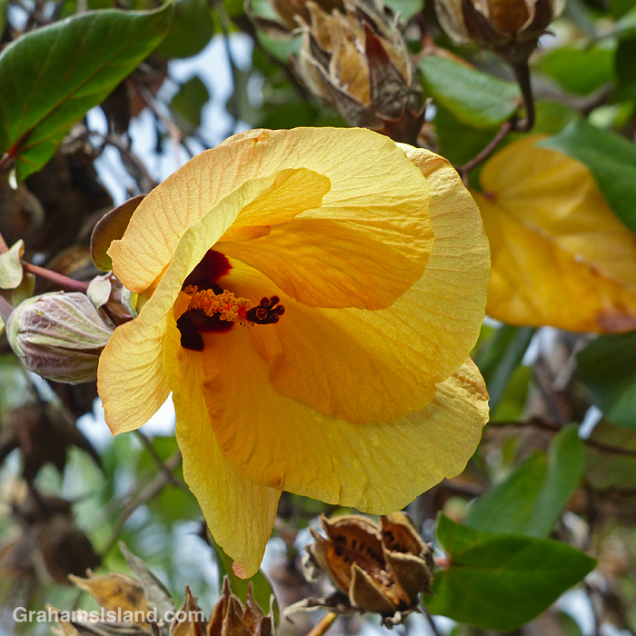 Three views of a Milo flower | Graham's Island