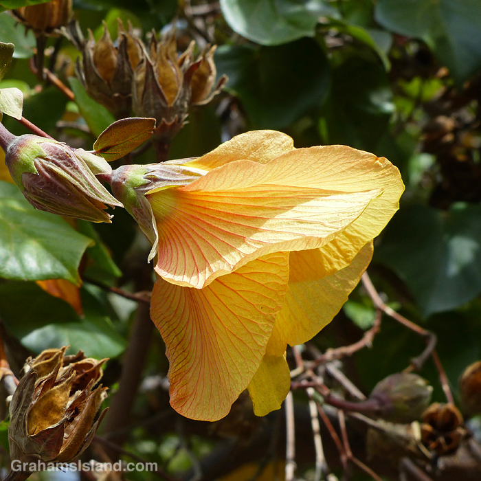Three views of a Milo flower | Graham's Island