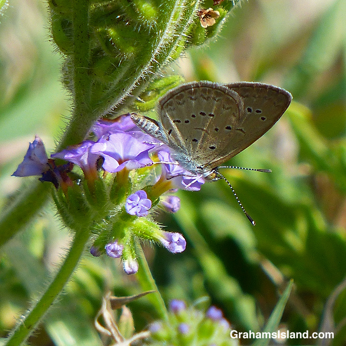 Lesser Grass Blue Butterfly | Graham's Island