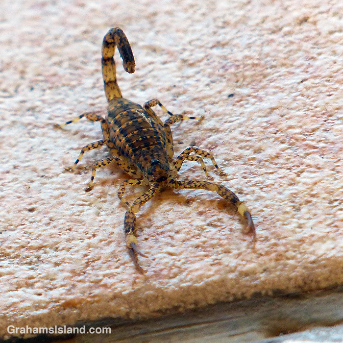 The Numbers Game #53 | Graham's Island