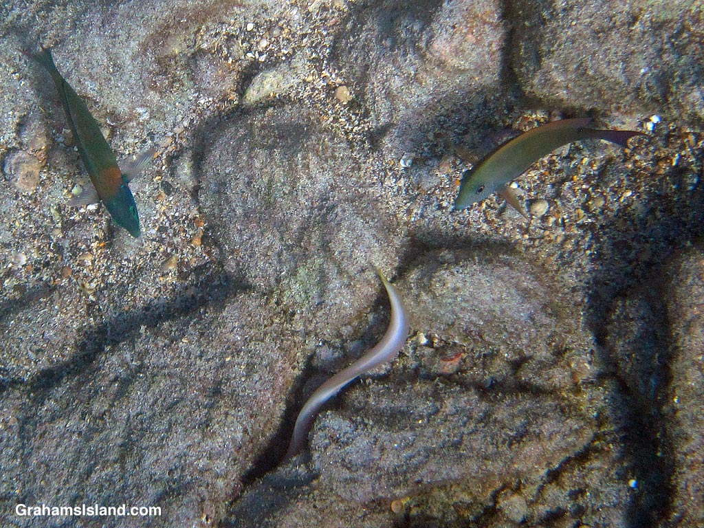 Dwarf Moray Eel hunting | Graham's Island