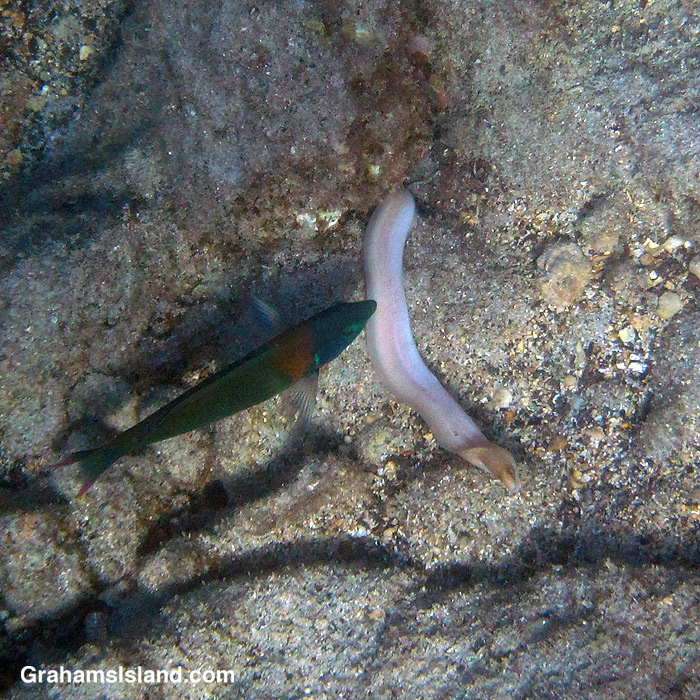 Dwarf Moray Eel hunting | Graham's Island