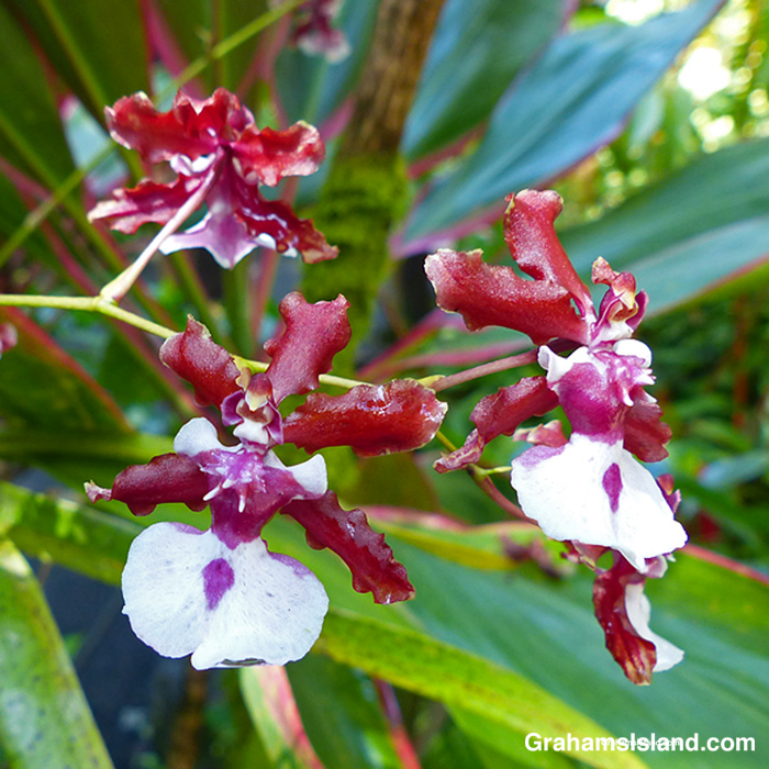 Chocolate orchids | Graham's Island
