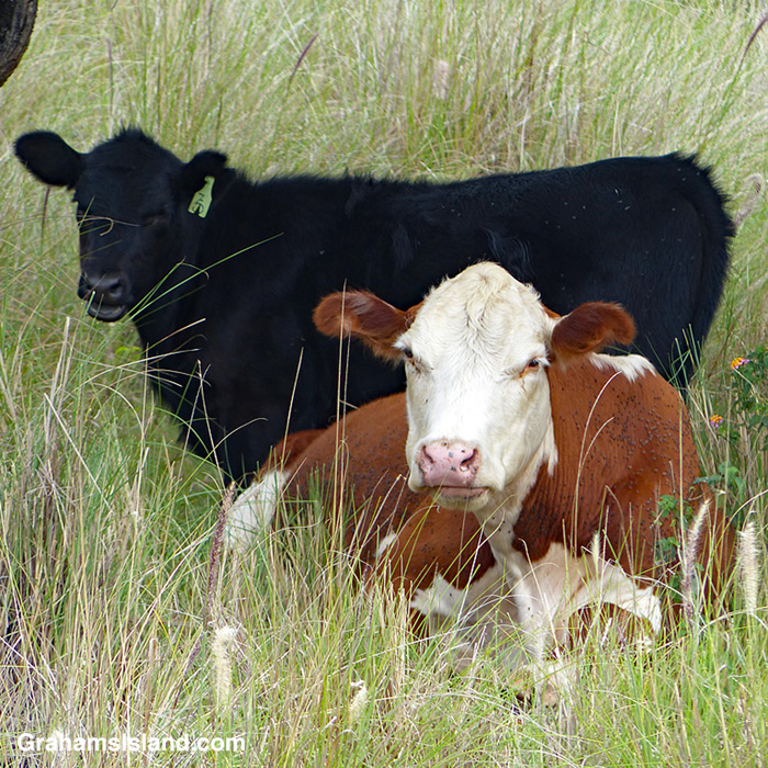 How now brown cow? | Graham's Island
