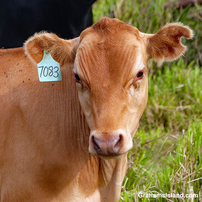 How now brown cow? | Graham's Island