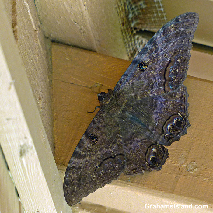 Black Witch Moth | Graham's Island
