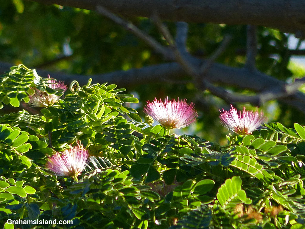 Monkeypod flowers | Graham's Island