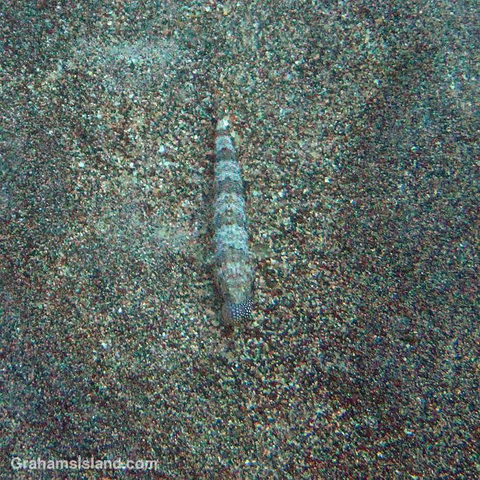 Lizardfish lunch | Graham's Island