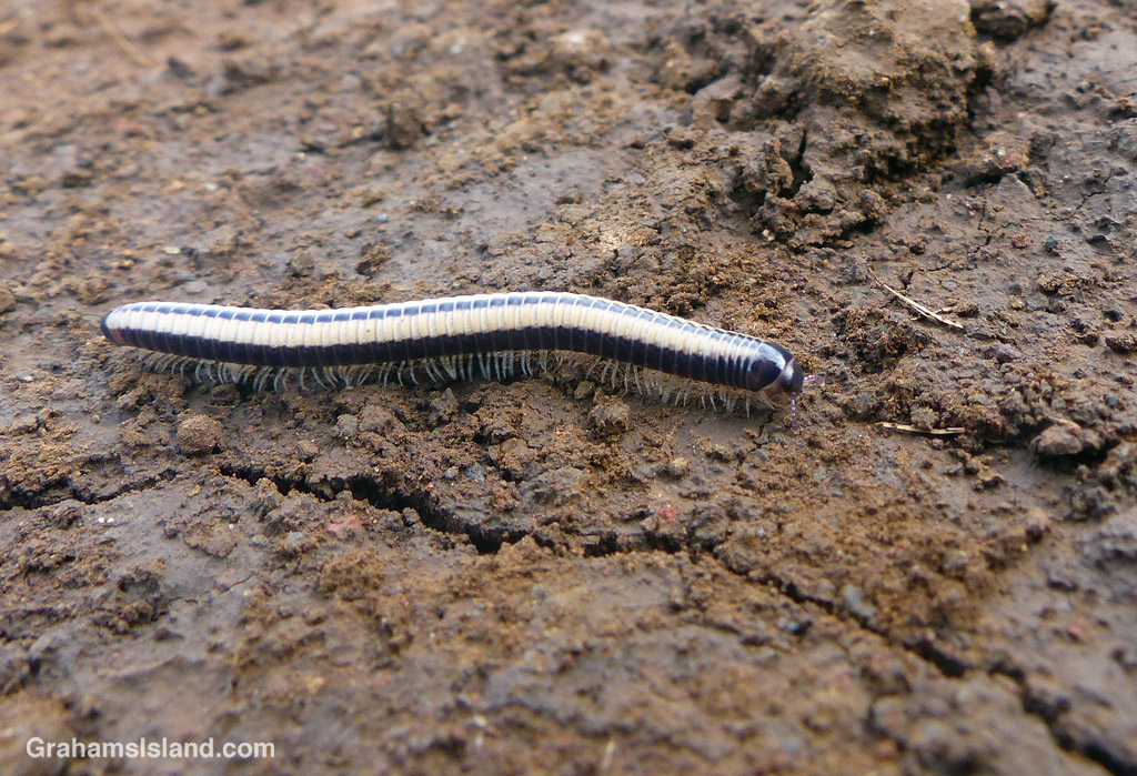 Spirobolellus millipede | Graham's Island