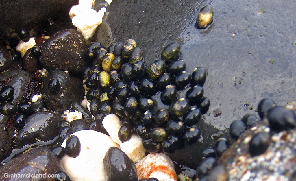 Black Nerite Snails Grahams Island 0459