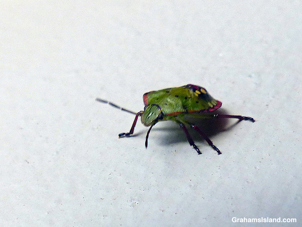 Southern Green Stink Bug nymph | Graham's Island