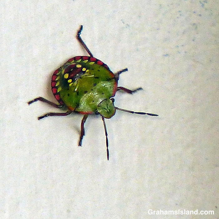 Southern Green Stink Bug nymph | Graham's Island