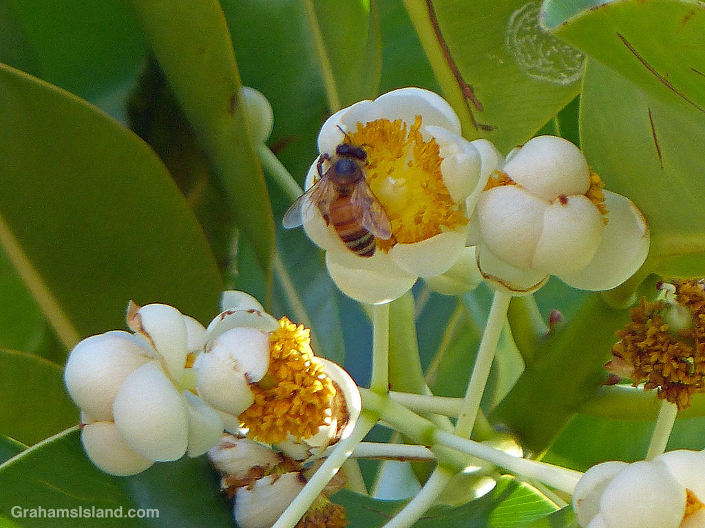 Kamani tree | Graham's Island