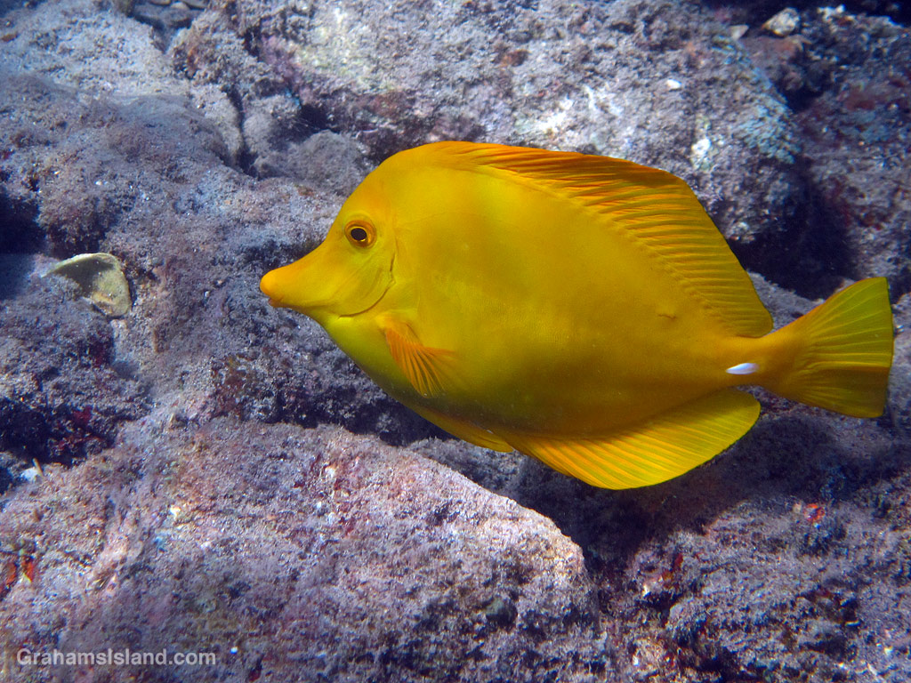 Yellow Tangs | Graham's Island
