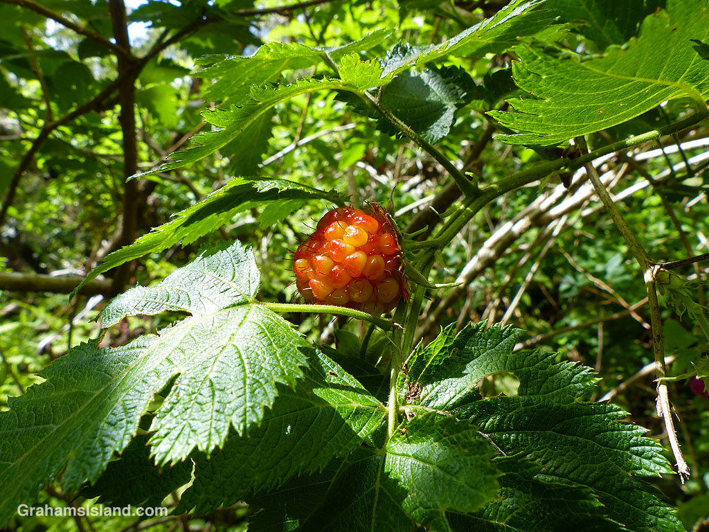 Akala | Graham's Island
