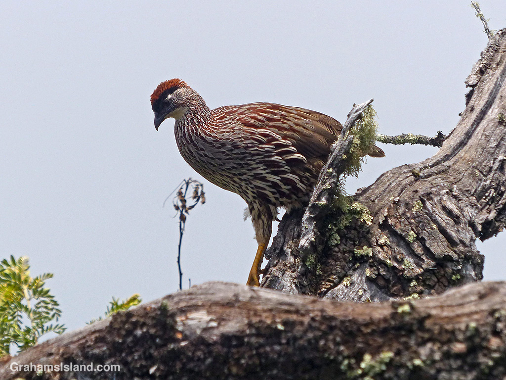 Erckel’s Francolin out for a walk | Graham's Island