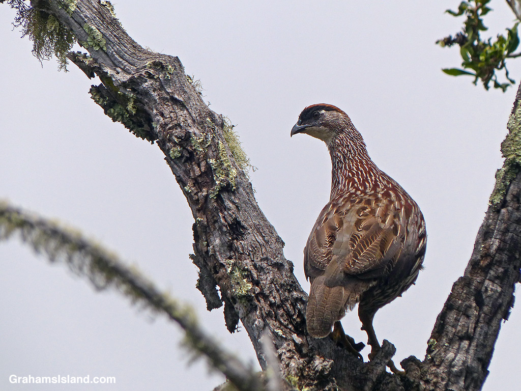 Erckel’s Francolin out for a walk | Graham's Island