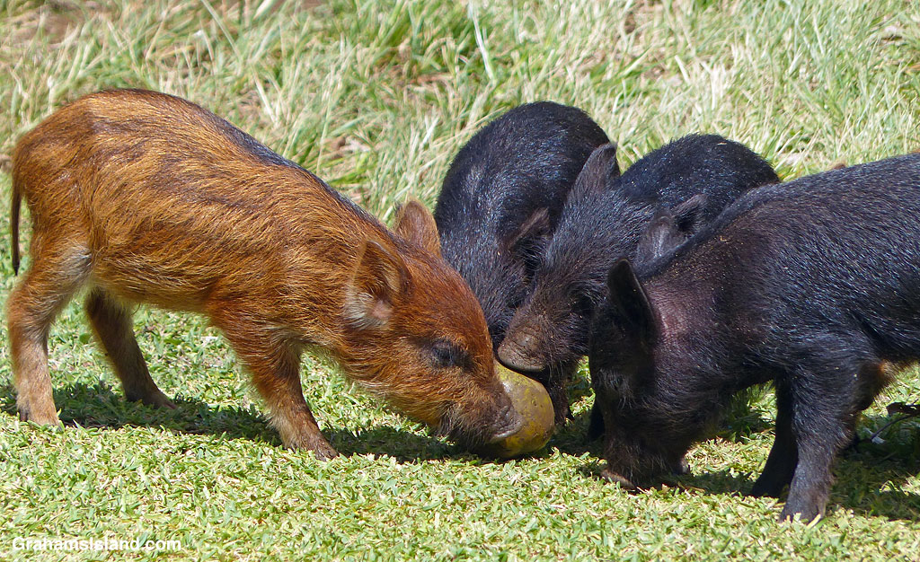 How to play pigball | Graham's Island