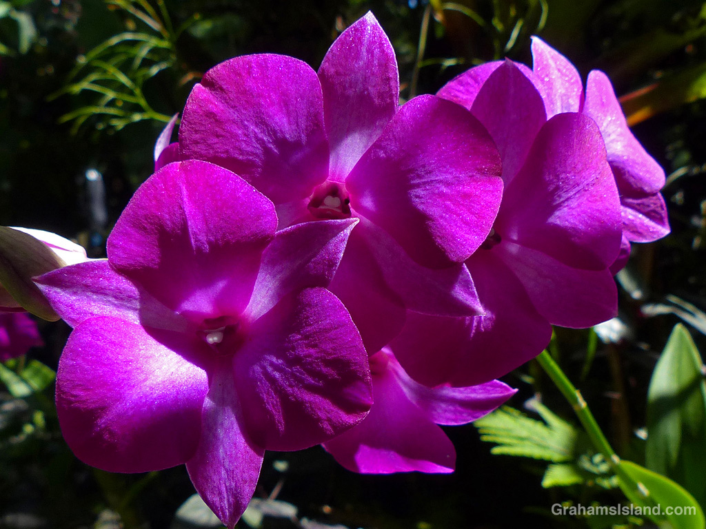 A plethora of purple | Graham's Island