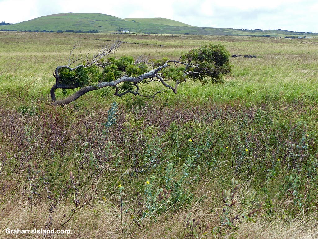 Windswept tree | Graham's Island