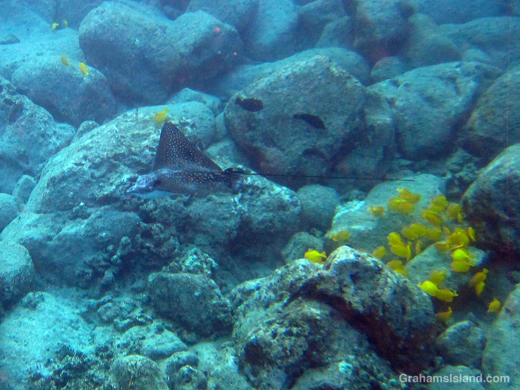 Spotted Eagle Ray on the move | Graham's Island
