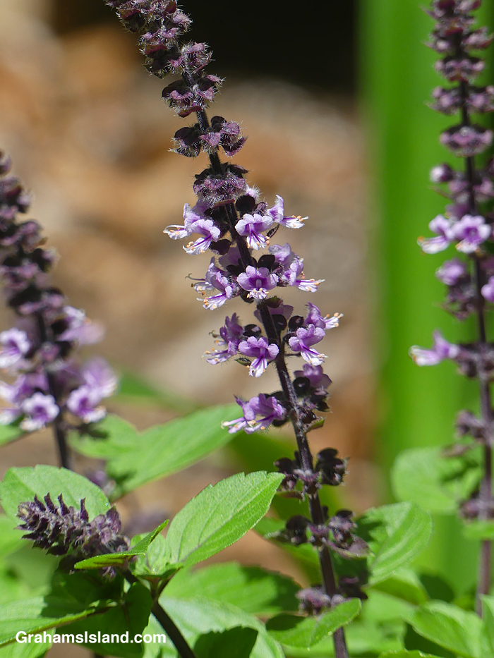African basil flowers | Graham's Island