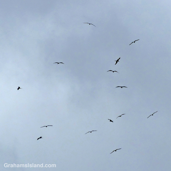 The storm birds are gathering | Graham's Island