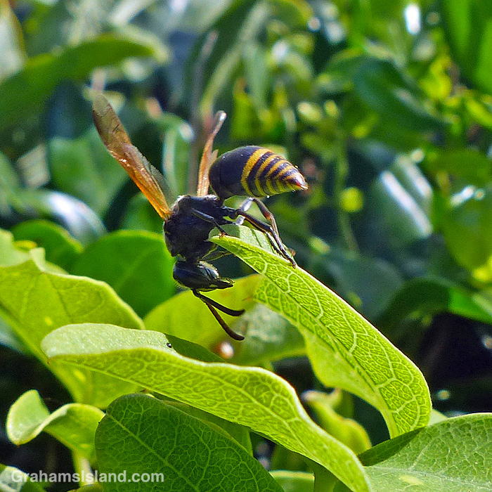 There’s something bugging me | Graham's Island