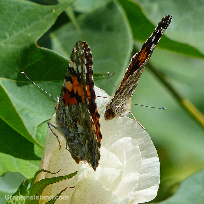 Painted Lady Butterfly and Ma’o flower | Graham's Island